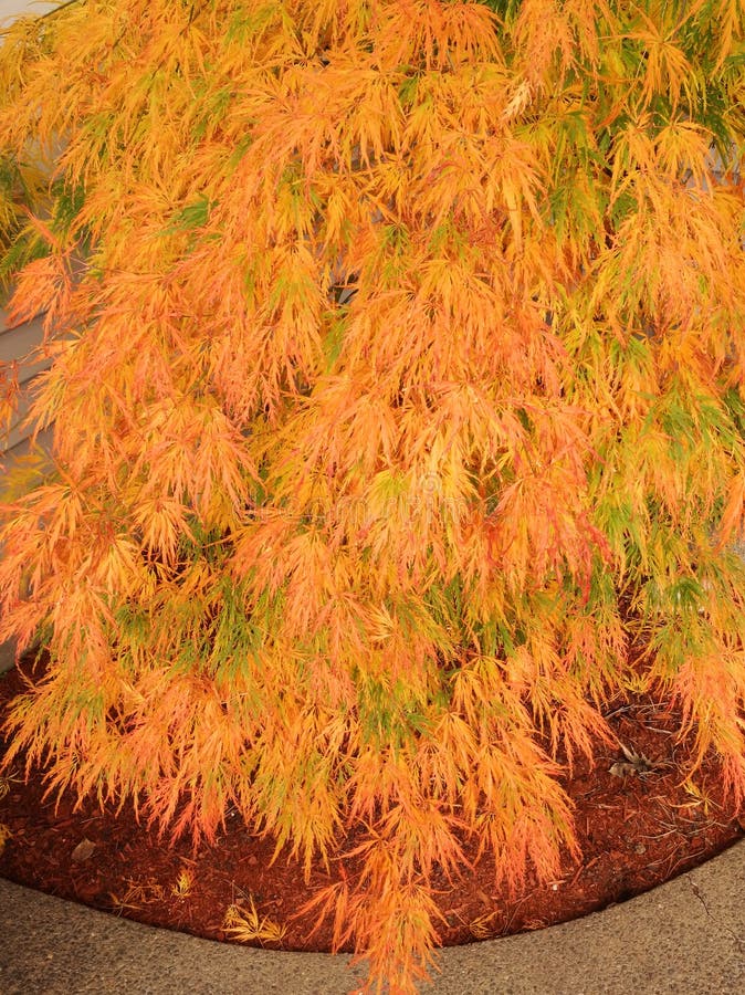 Japanese Lace Maple stock photo. Image of backyard, attraction - 103034438