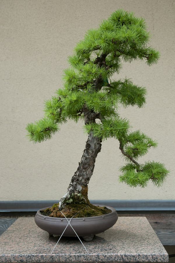 Larch Bonsai Tree, Larix, Isolated Stock Image - Image of conifer, tray ...