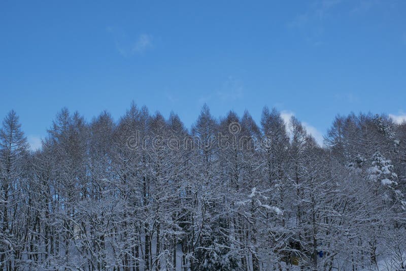 Japanese Larch Forest in Winter Stock Image - Image of larch, branch ...