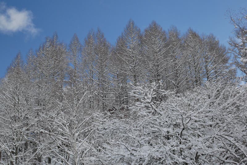 Japanese Larch Surface Fills the Whole Screen Stock Image - Image of ...