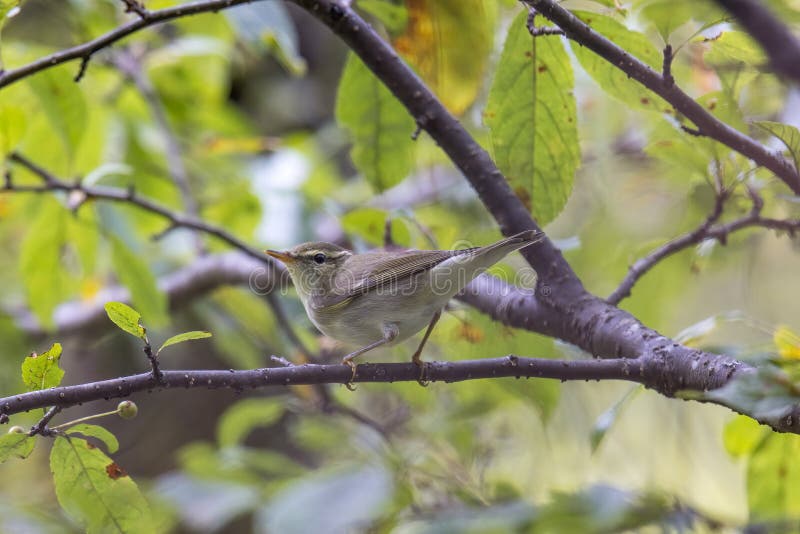 A Japanese Leaf Warbler Perching on the Branch of Tree. Stock Photo ...
