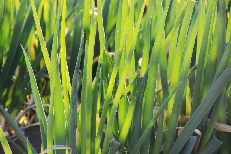 Japanese leek stock image. Image of gardening, grow - 106522981