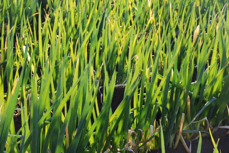 Japanese leek stock image. Image of health, cultivation - 106523063