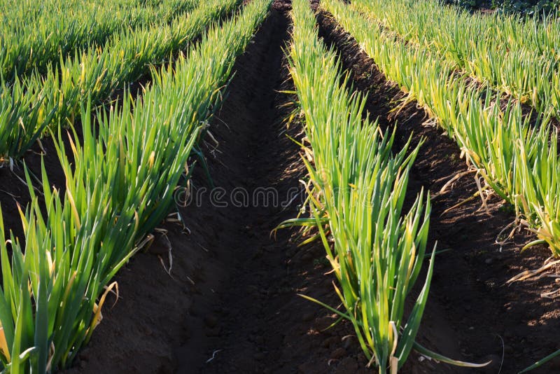 Japanese leek stock image. Image of green, leeknbackground - 106523033