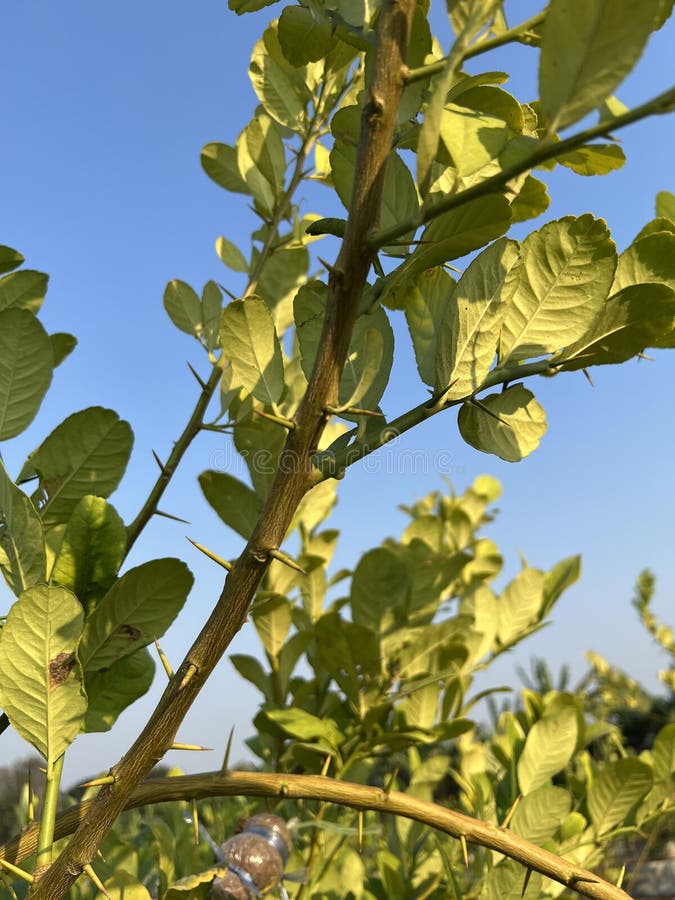 214 Lemon Tree Thorns Stock Photos - Free & Royalty-Free Stock Photos ...