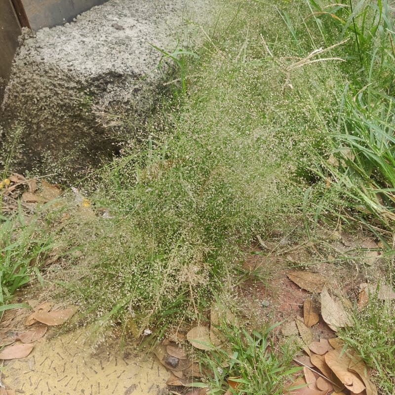 Japanese Lovegrass or Cloud Grass; the Food Insects Stock Image - Image ...
