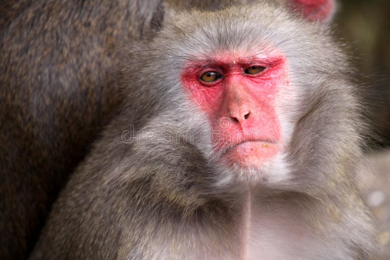 Shocked monkey expression stock image. Image of monkey - 6053955