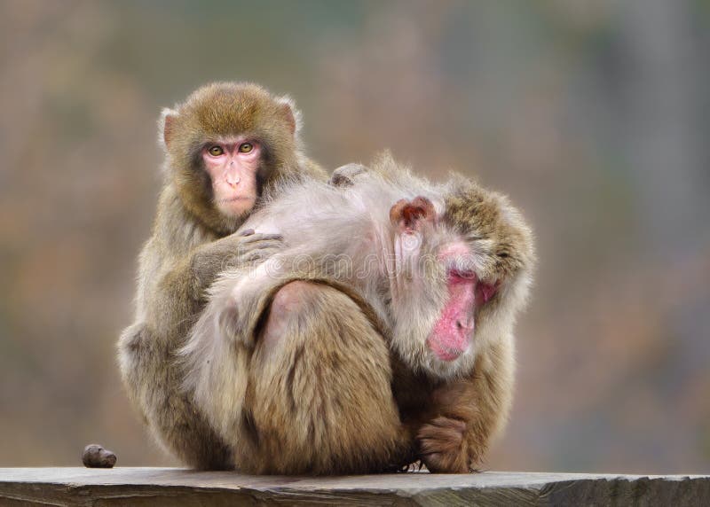 Japanese macaque stock photo. Image of japanese, monkeys - 269775018