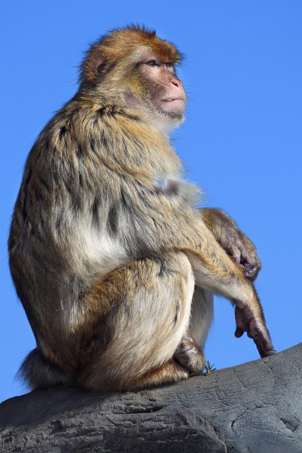 Japanese Macaque Monkey Playing with His Own Foot Stock Image - Image ...