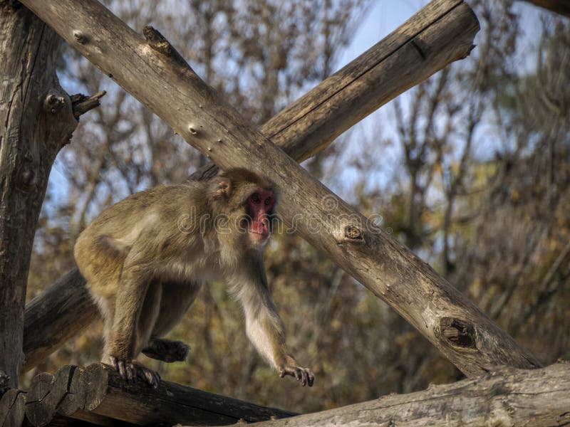 Japanese Macaque Ape Monkey Close Up Stock Photo - Image of animal ...