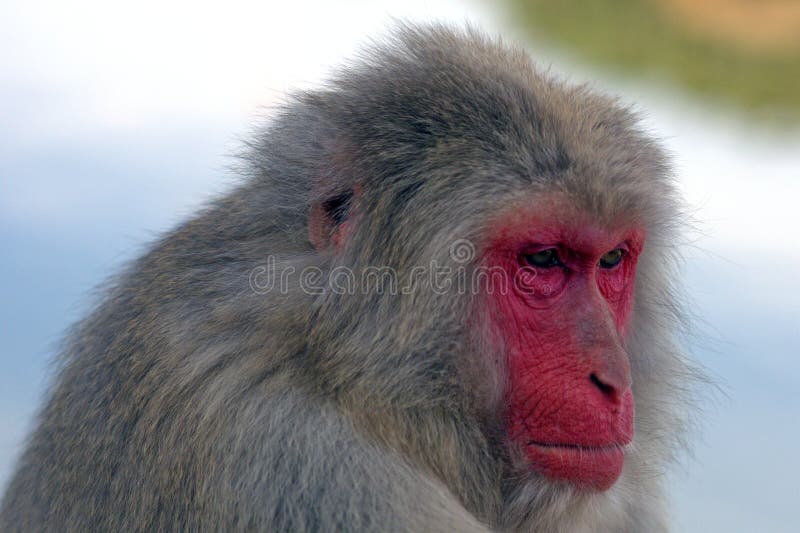 Japanese macaque stock image. Image of forest, nose, called - 62901705