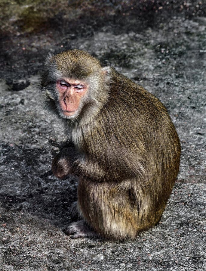 Japanese Macaque Female on the Ground 2 Stock Photo - Image of nice ...