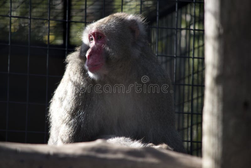 The Japanese Macaque Has a Pink Face Stock Photo - Image of family ...