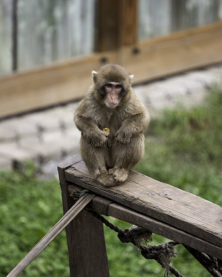 Japanese Macaque stock photo. Image of primate, small - 333547210