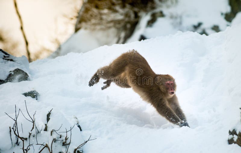 Japanese macaque in jump . stock photo. Image of animals - 137703952