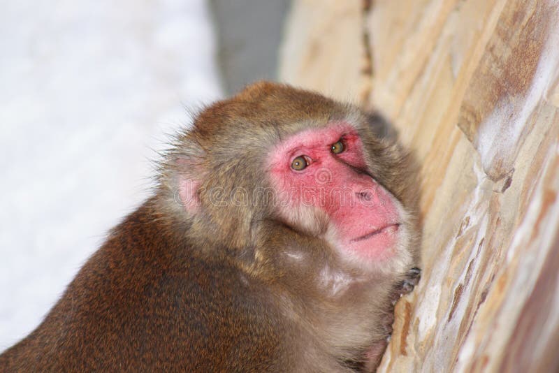 Japanese Macaque Looking Camera Lens Stock Photos - Free & Royalty-Free ...