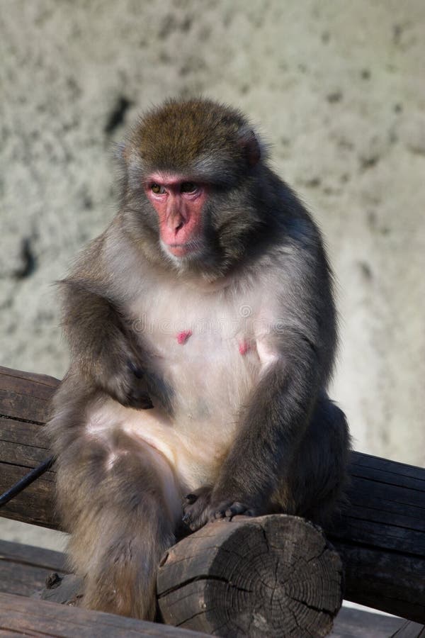 Macaca Fuscata, Japanese Macaque Stock Photo - Image of behaviour ...