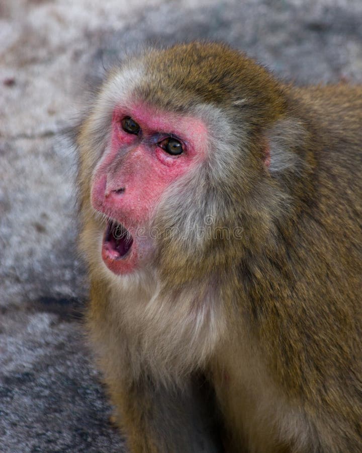 Macaca Fuscata, Japanese Macaque Stock Photo - Image of behaviour ...