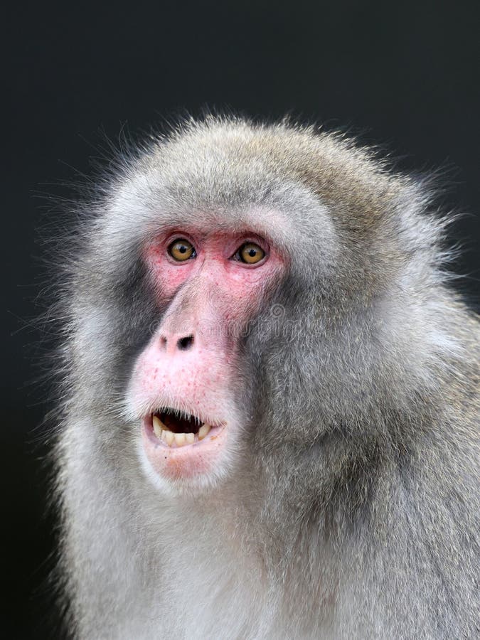 Japanese Macaque stock photo. Image of close, small - 304609544