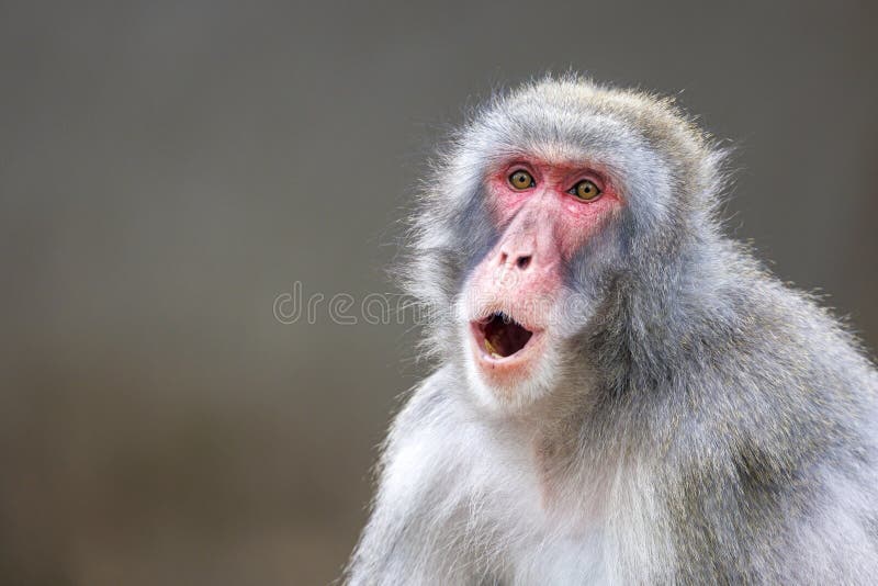 Japanese Macaque Macaca Fuscata Stock Photo - Image of habitat, macaca ...
