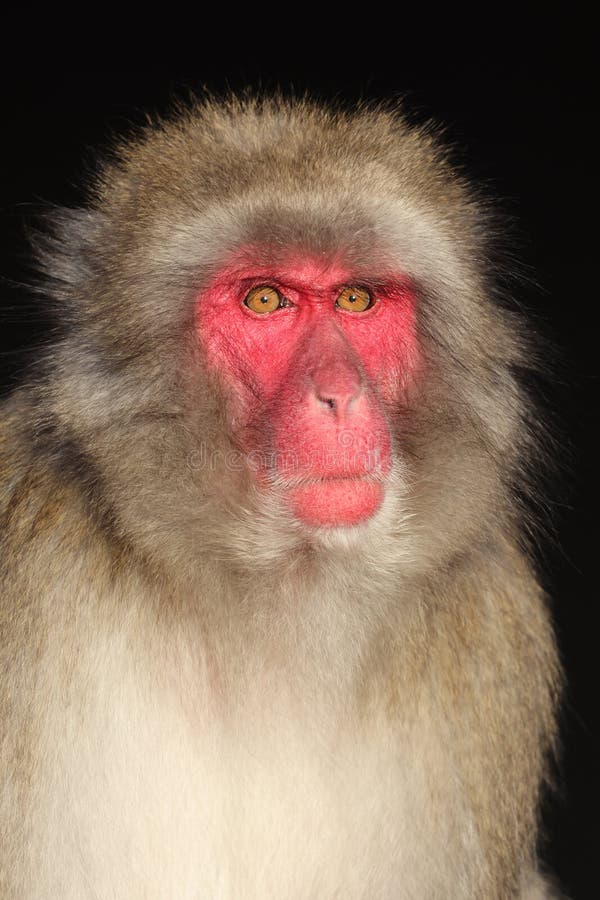 Japanese Macaque Macaca Fuscata Stock Photo - Image of cuddling, love ...