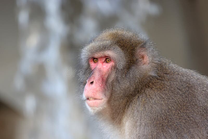 Japanese Macaque Macaca Fuscata Stock Image - Image of nature, outdoors ...