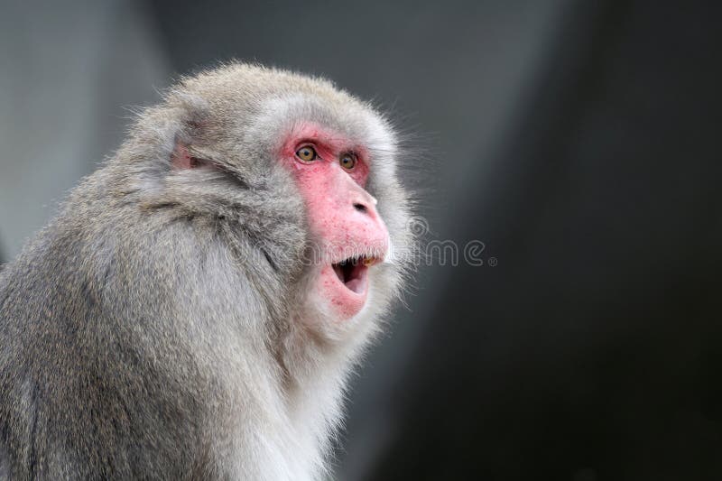 The Japanese Macaque (Macaca Fuscata) Stock Image - Image of mammal ...