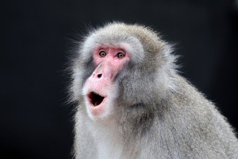 The Japanese Macaque (Macaca Fuscata) Stock Photo - Image of japanese ...