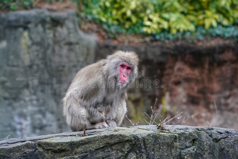 Japanese Macaque (Macaca Fuscata), Also Known As the Snow Monkey at ...