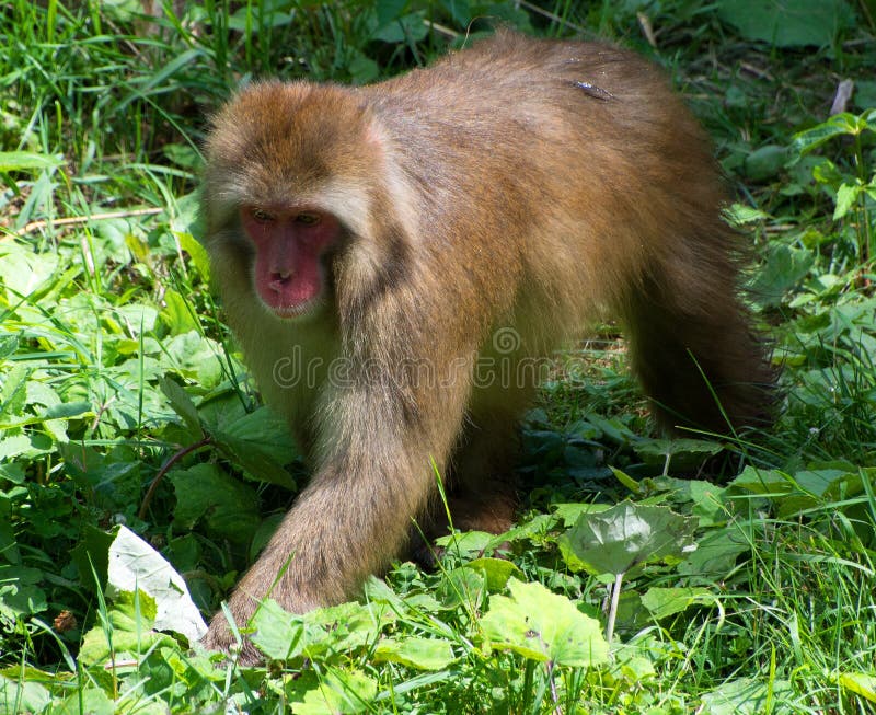 Japanese Macaque Macaca Fuscata, Also Known As the Snow Monkey, Stock ...