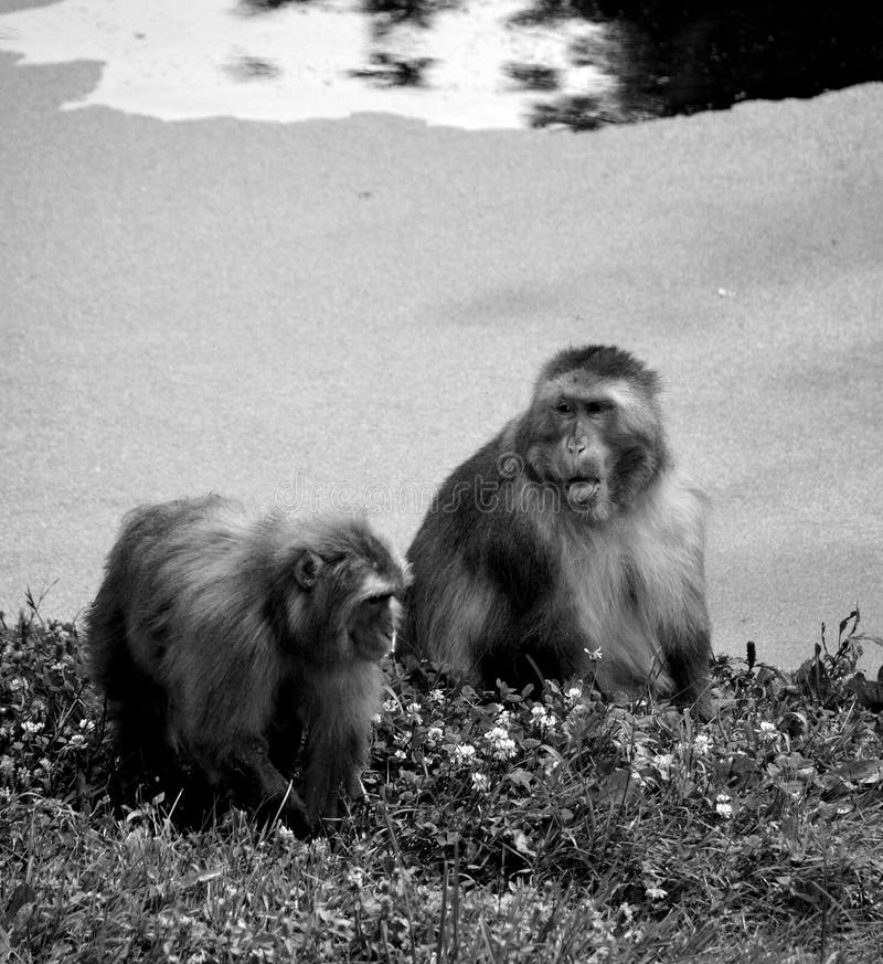 Japanese Macaque Macaca Fuscata, Stock Image - Image of looking ...