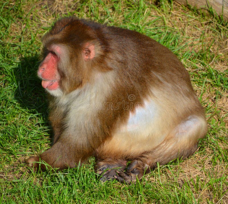 Japanese Macaque Macaca Fuscata, Stock Photo - Image of cute ...