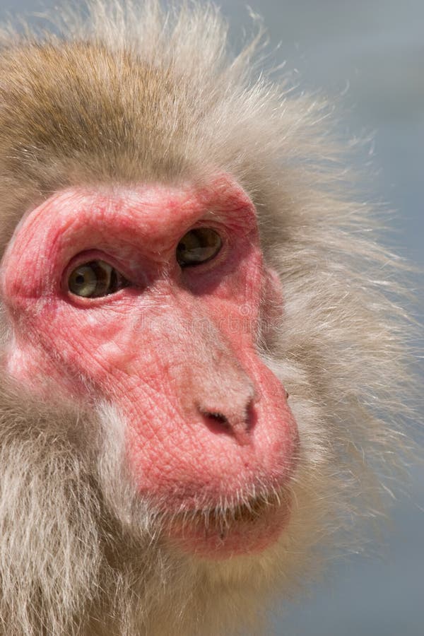Japanese Macaque Monkey stock image. Image of zaru, monkey - 3138877