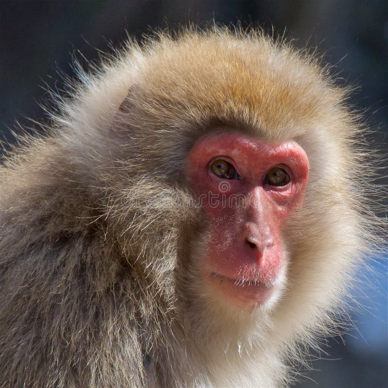 Japanese Macaque Monkey Close-up in Nagano, Japan Stock Photo - Image ...