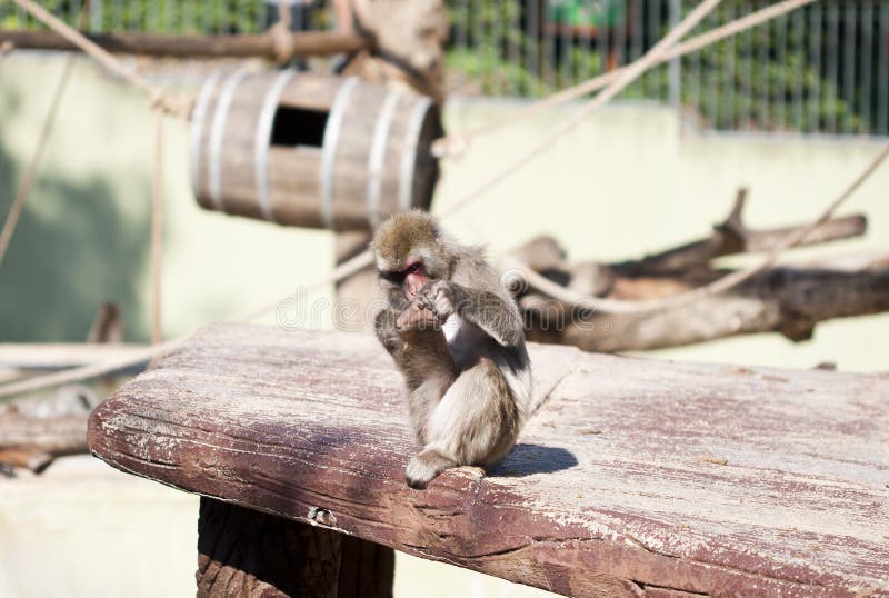 Japanese Macaque Monkey Playing with His Own Foot Stock Image - Image ...