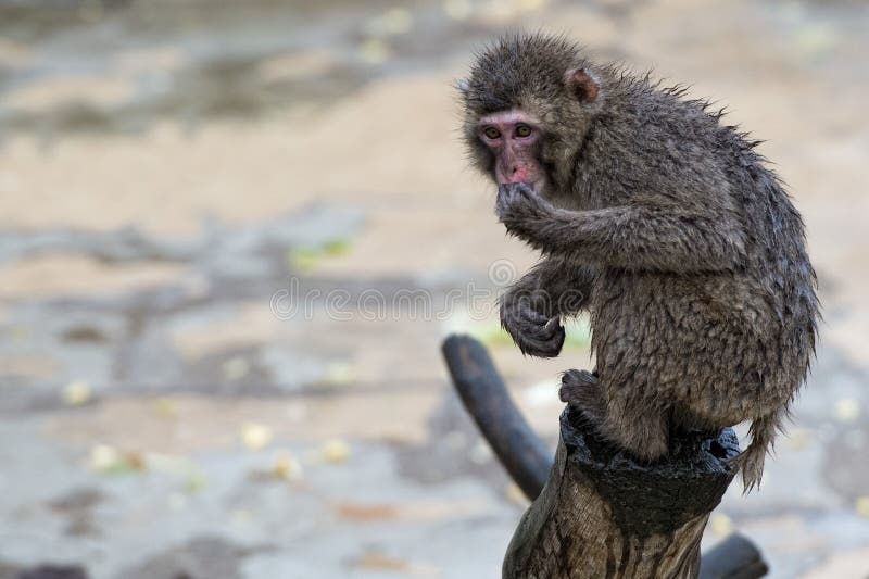 Japanese Macaque Monkey Portrait Stock Photo - Image of studio, animal ...