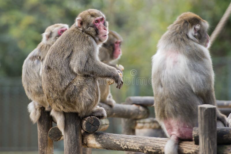 Japanese Macaque Monkey Portrait Stock Photo - Image of white, creature ...