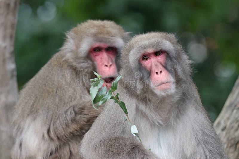Japanese Macaque monkeys stock photo. Image of wild - 312827530