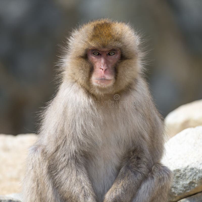 Japanese Macaque (Nihon-zaru) Stock Photo - Image of nihonzaru, snow ...