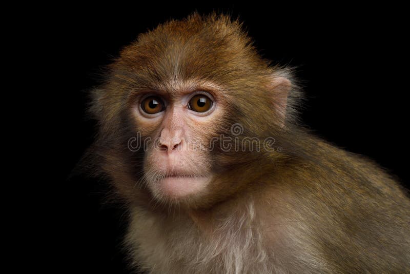 Japanese macaque stock photo. Image of asia, cercopithecinae - 97033308