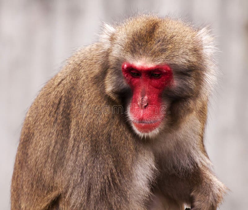 Japanese macaque stock photo. Image of outdoor, animal - 38713428