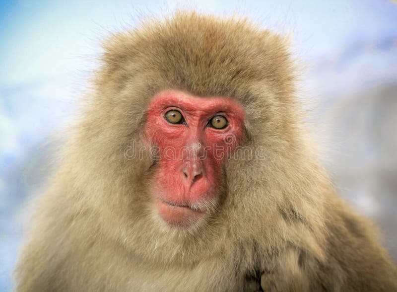 Japanese macaque stock image. Image of gaze, head, face - 33168277