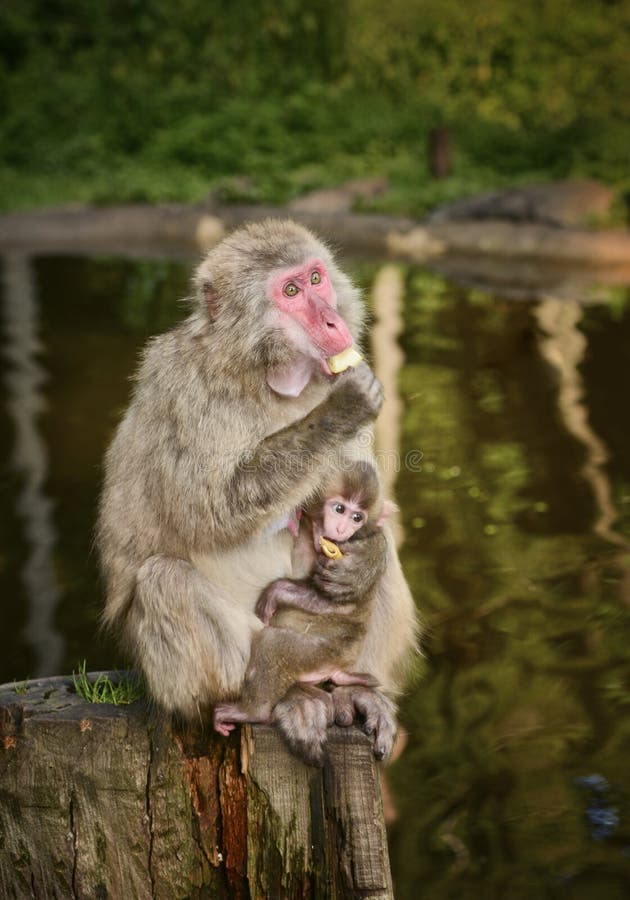 Japanese Macaques, Monkey with Baby Stock Photo - Image of monkey, baby ...