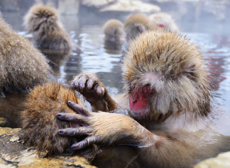Japan Macaques stock photo. Image of relax, macaques - 14336528