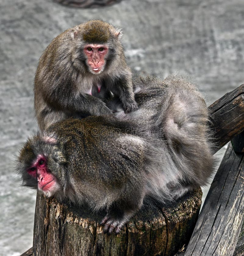 Japanese macaques 5 stock photo. Image of wildlife, portrait - 163707362