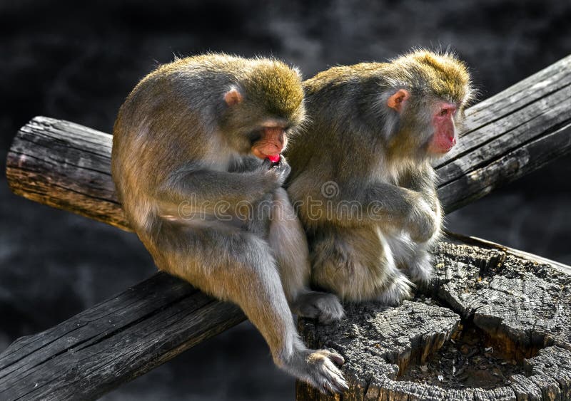 Japanese macaques 3 stock photo. Image of view, wildlife - 141107322