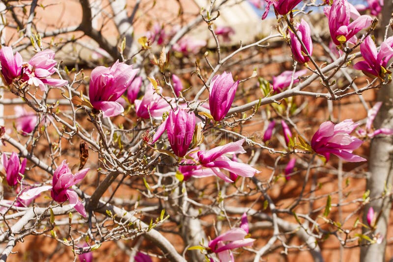 Japanese Magnolia Early Blooms Stock Photo - Image of spring, flower ...