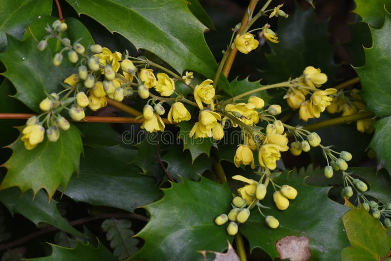 Japanese mahonia flowers stock photo. Image of kanagawa - 141204086