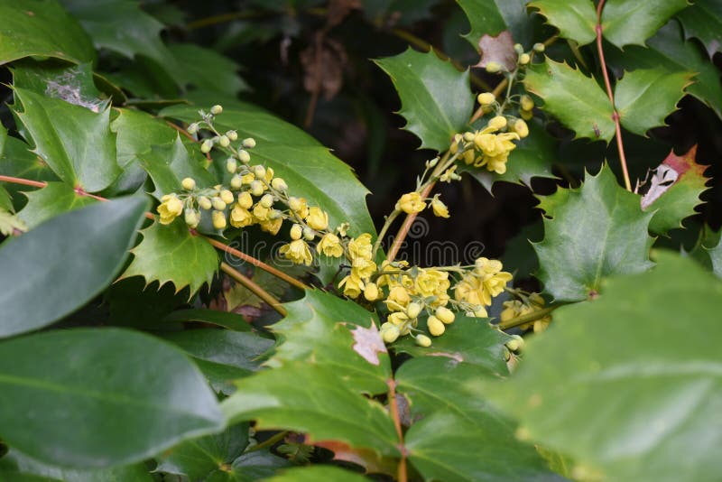 Japanese mahonia flowers stock photo. Image of bloom - 141204112