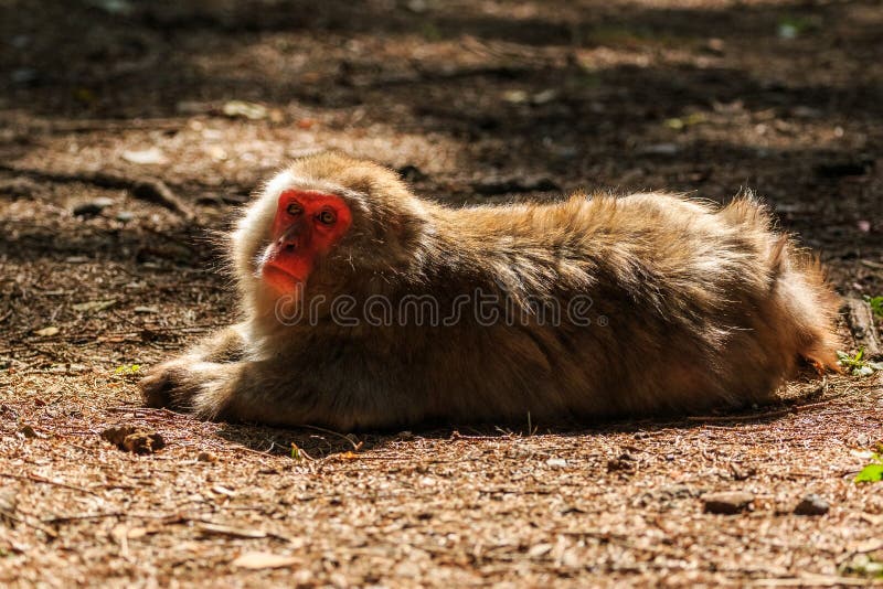 Japanese Makak monkey stock image. Image of cute, beauty - 101185005